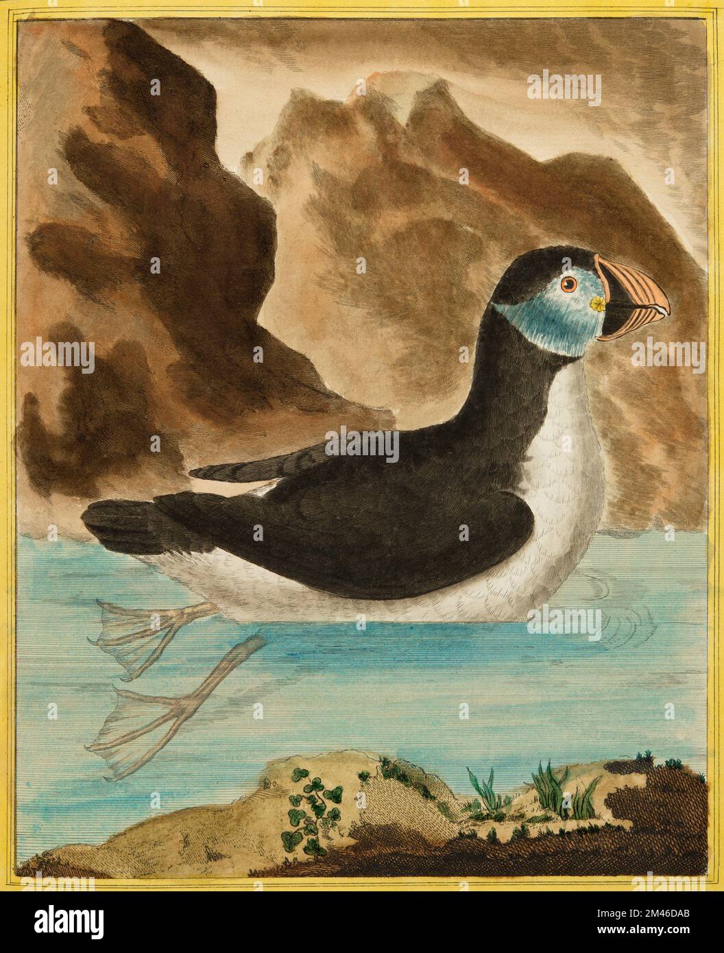 The Puffin: Illuminated Plate from the Natural History of Birds by ...