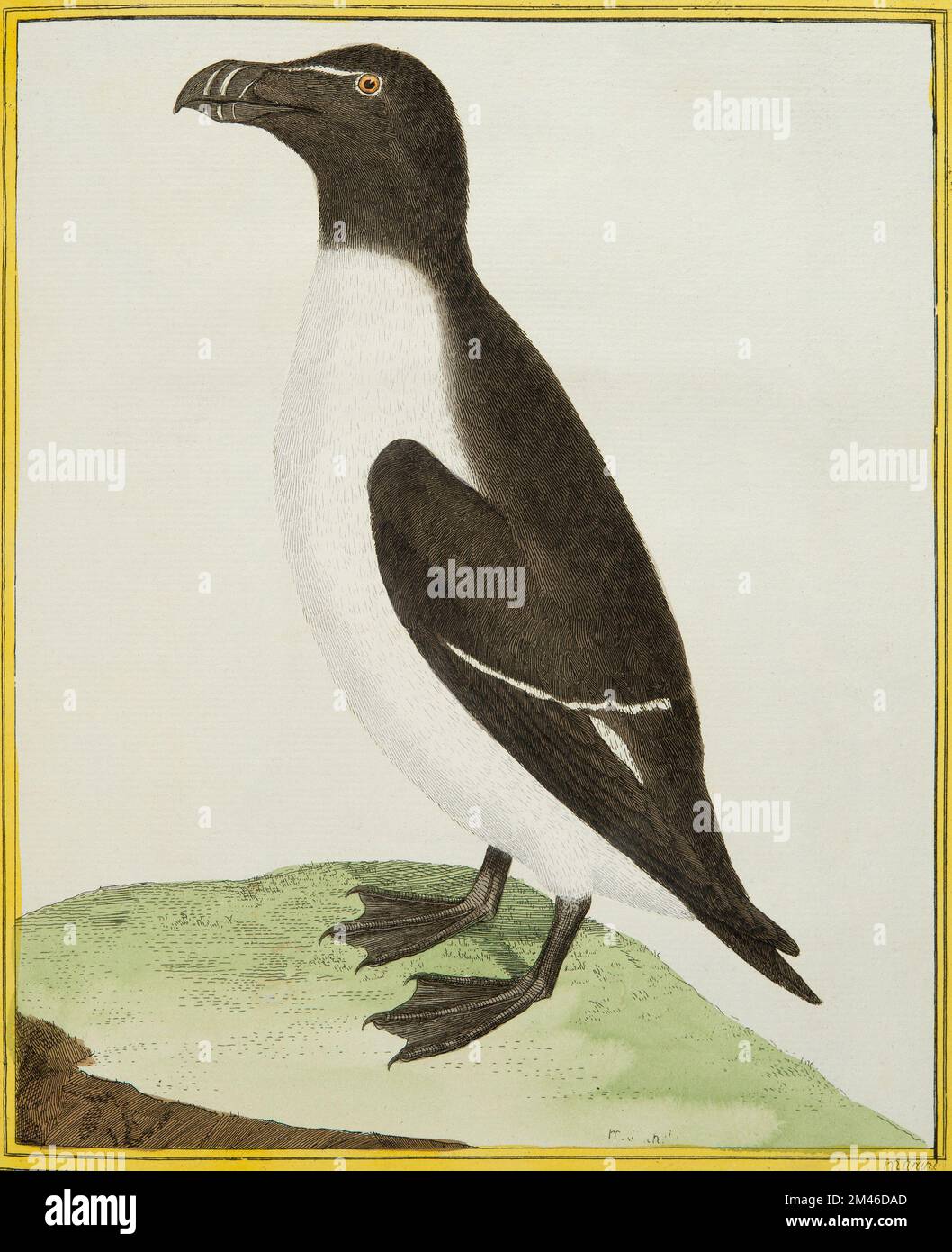 The Penguin: Illuminated plate from the natural history of birds by ...