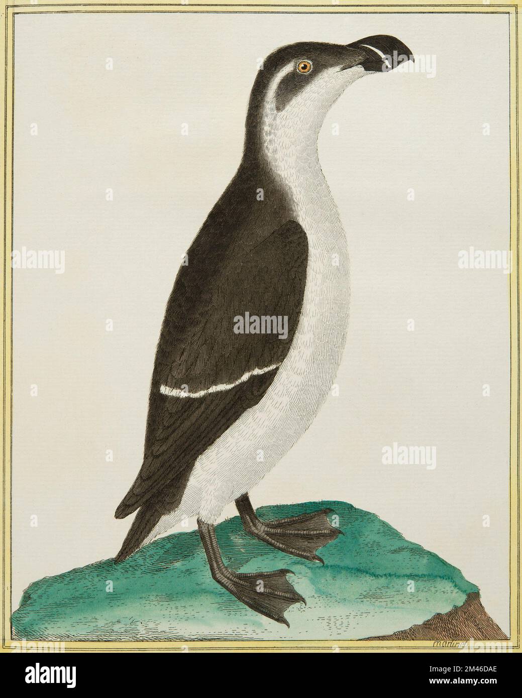 Penguin female: Illuminated plate from the natural history of birds by ...