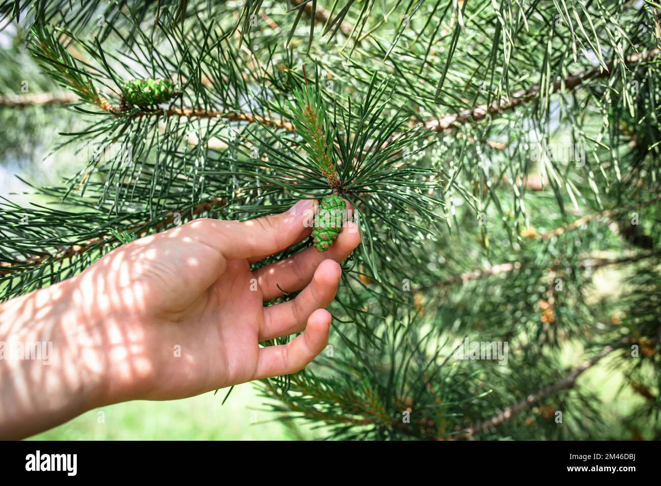 young green bump on branches of pine growing in forest. Male cones of a ...