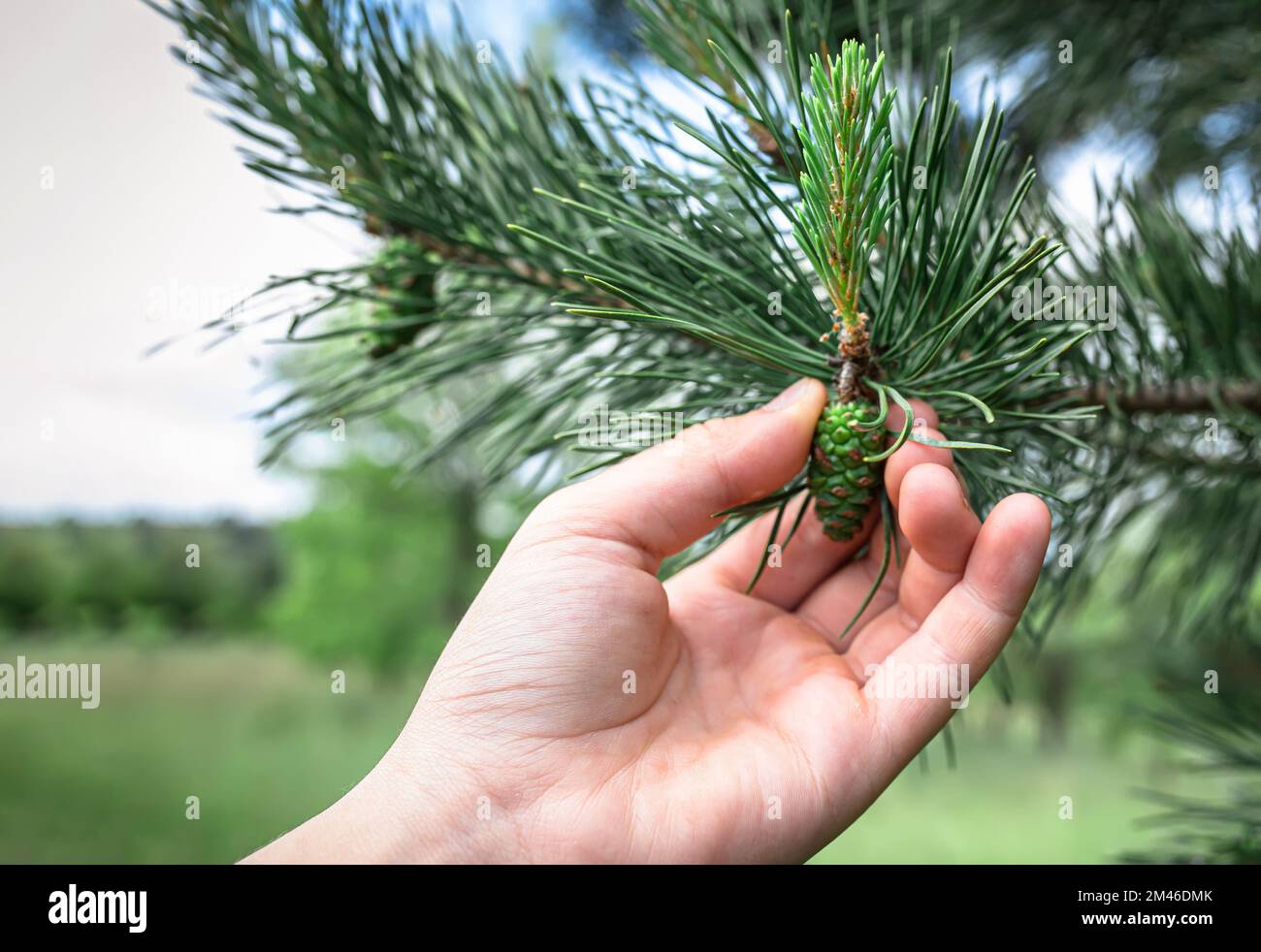 young green bump on branches of pine growing in forest. Male cones of a ...