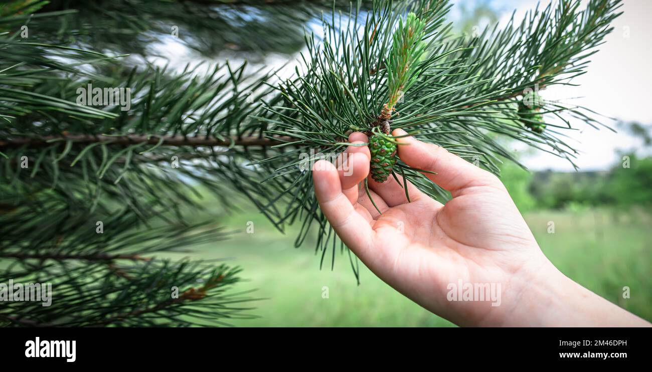 young green bump on branches of pine growing in forest. Male cones of a ...