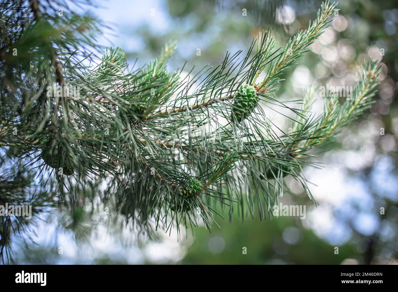 young green bump on branches of pine growing in forest. Male cones of a ...