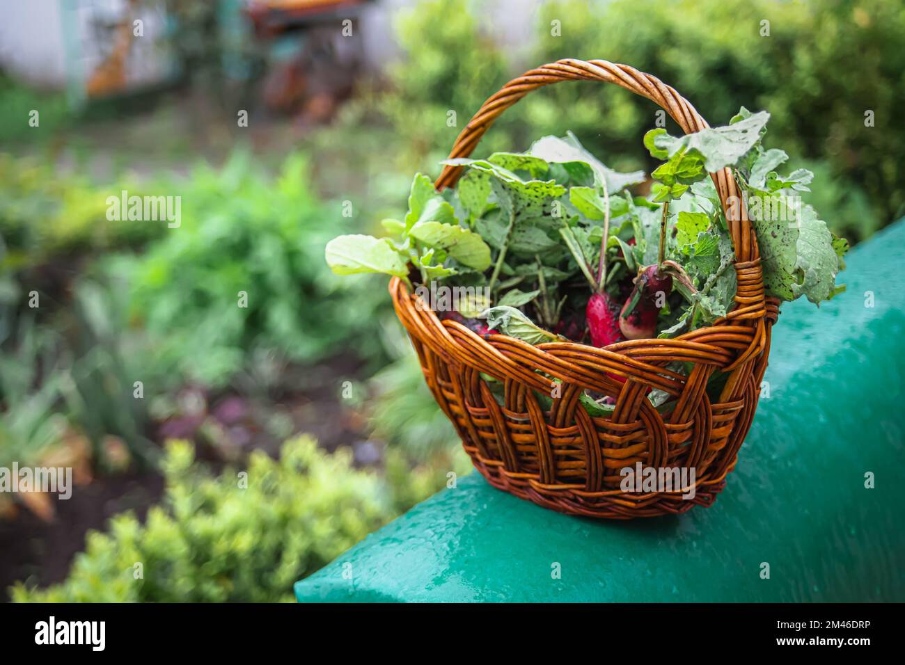 Freshly harvested ugly organic fruits of radishes with green foliage in ...