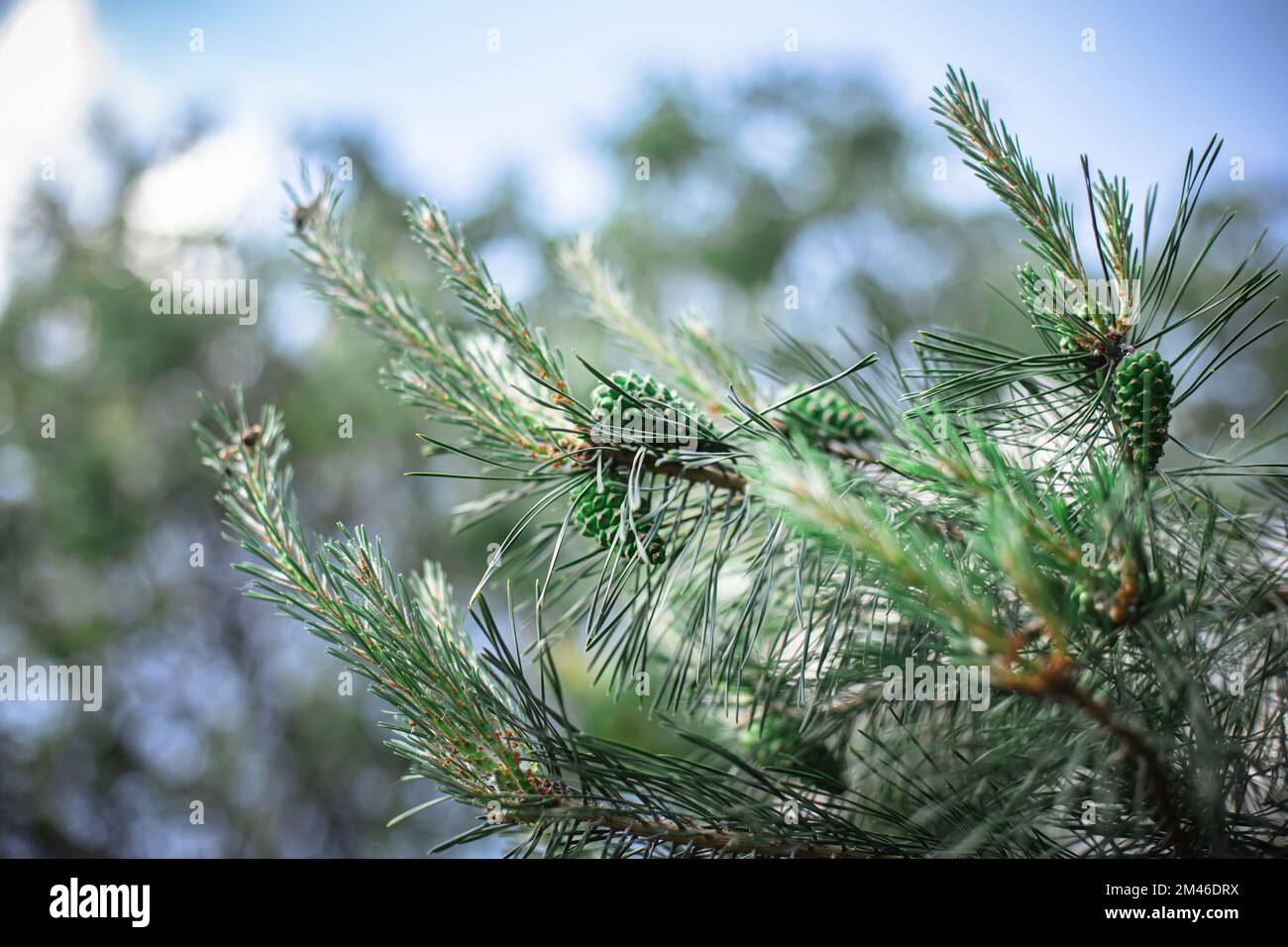 young green bump on branches of pine growing in forest. Male cones of a ...