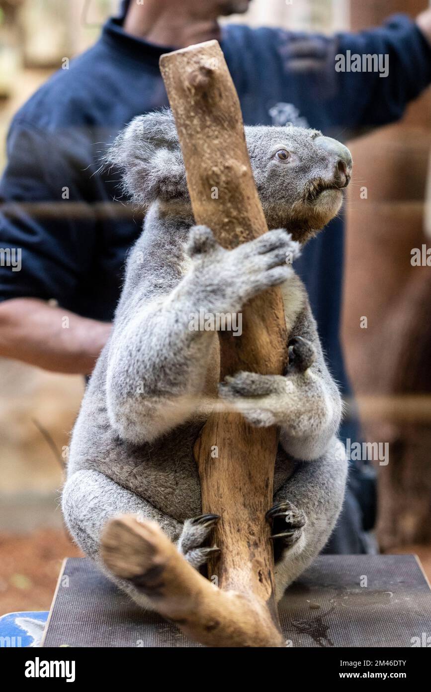 Duisburg, Germany. 19th Dec, 2022. Irwin, the lead animal of the 11 ...