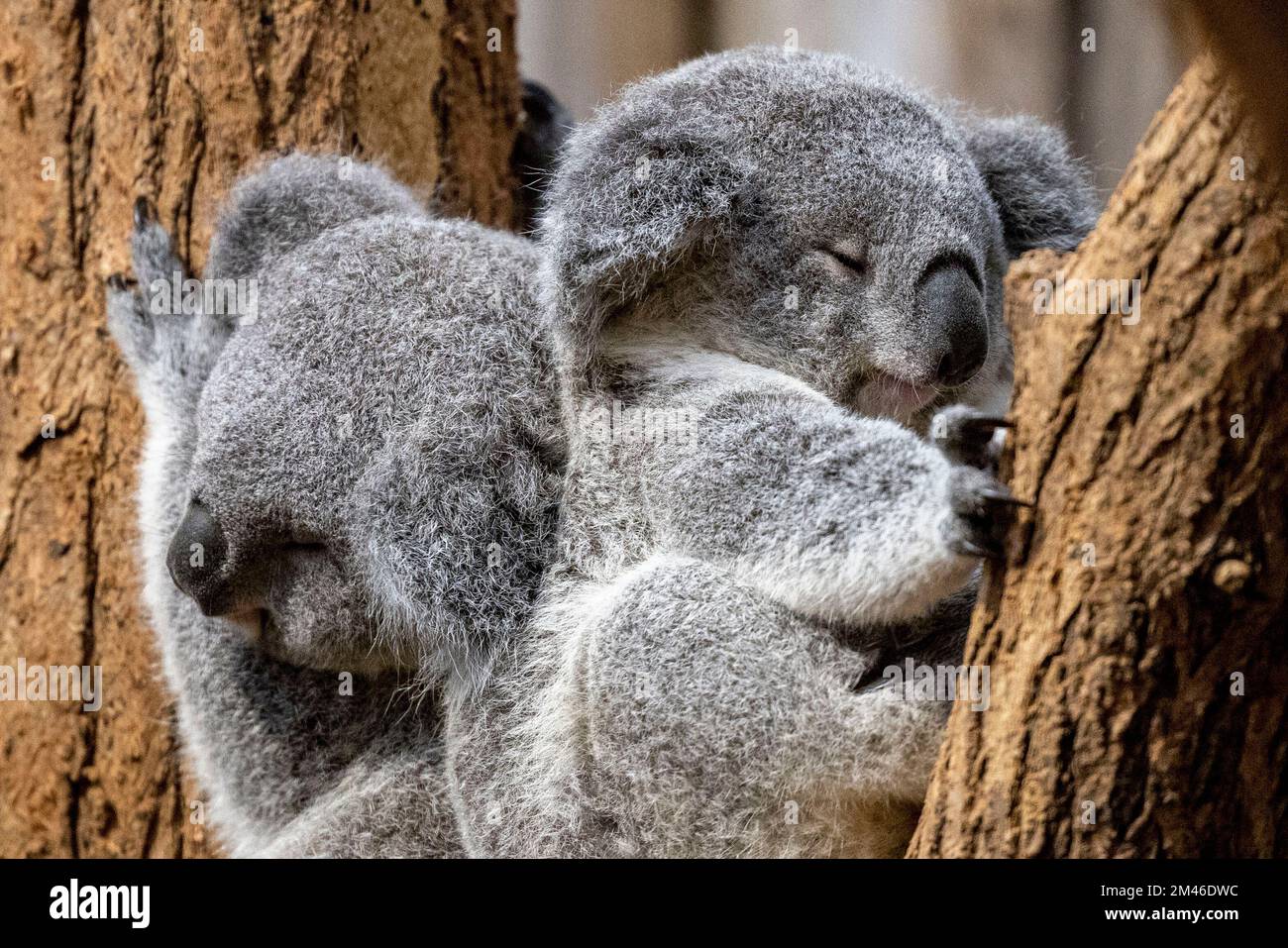 Koalas Sleeping Together