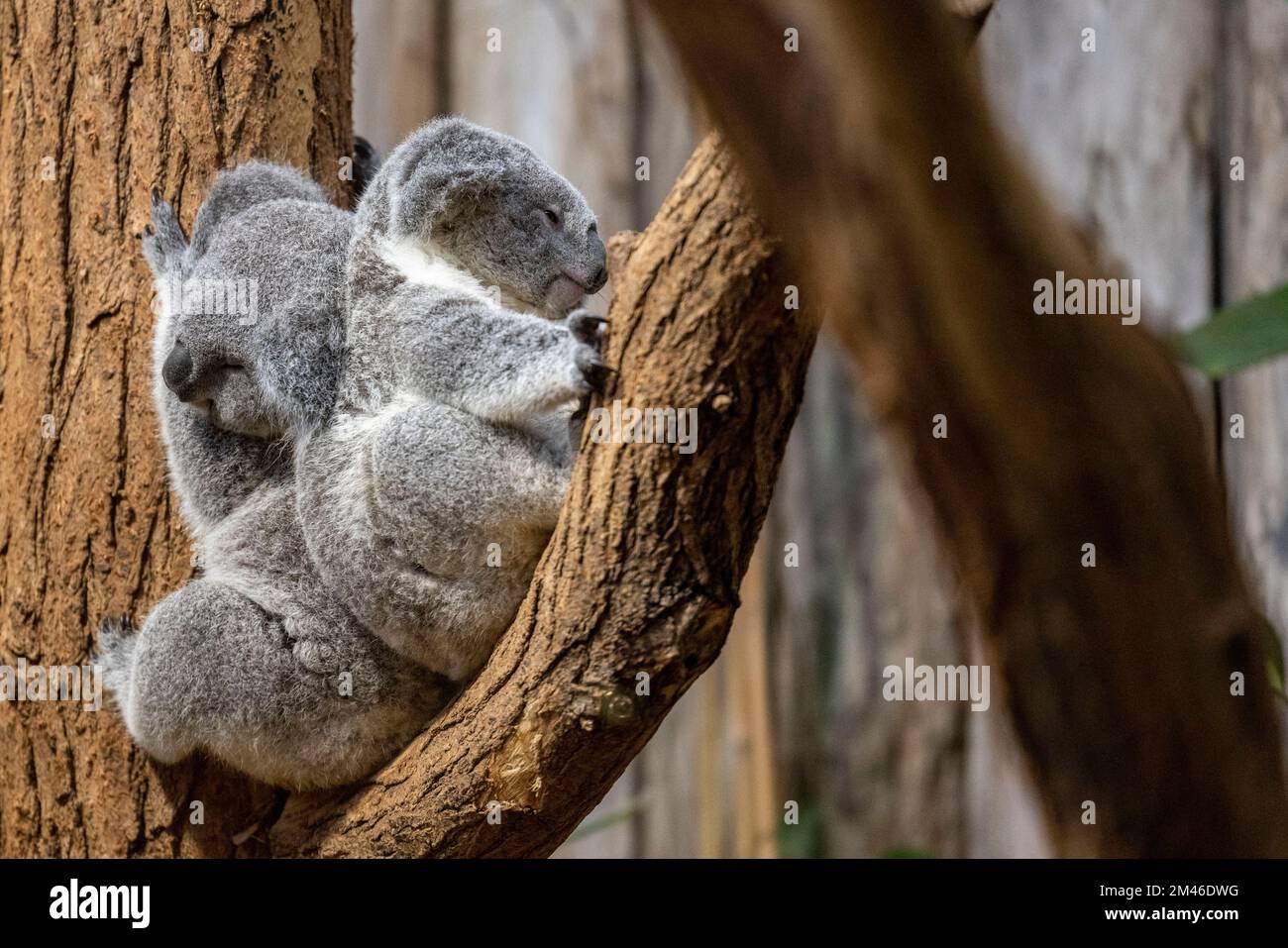 Duisburg, Germany. 19th Dec, 2022. Two young koalas lie together in a ...