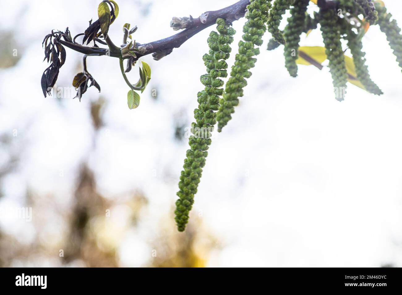 Walnut blooms. Walnuts young leaves and inflorescence on a city ...