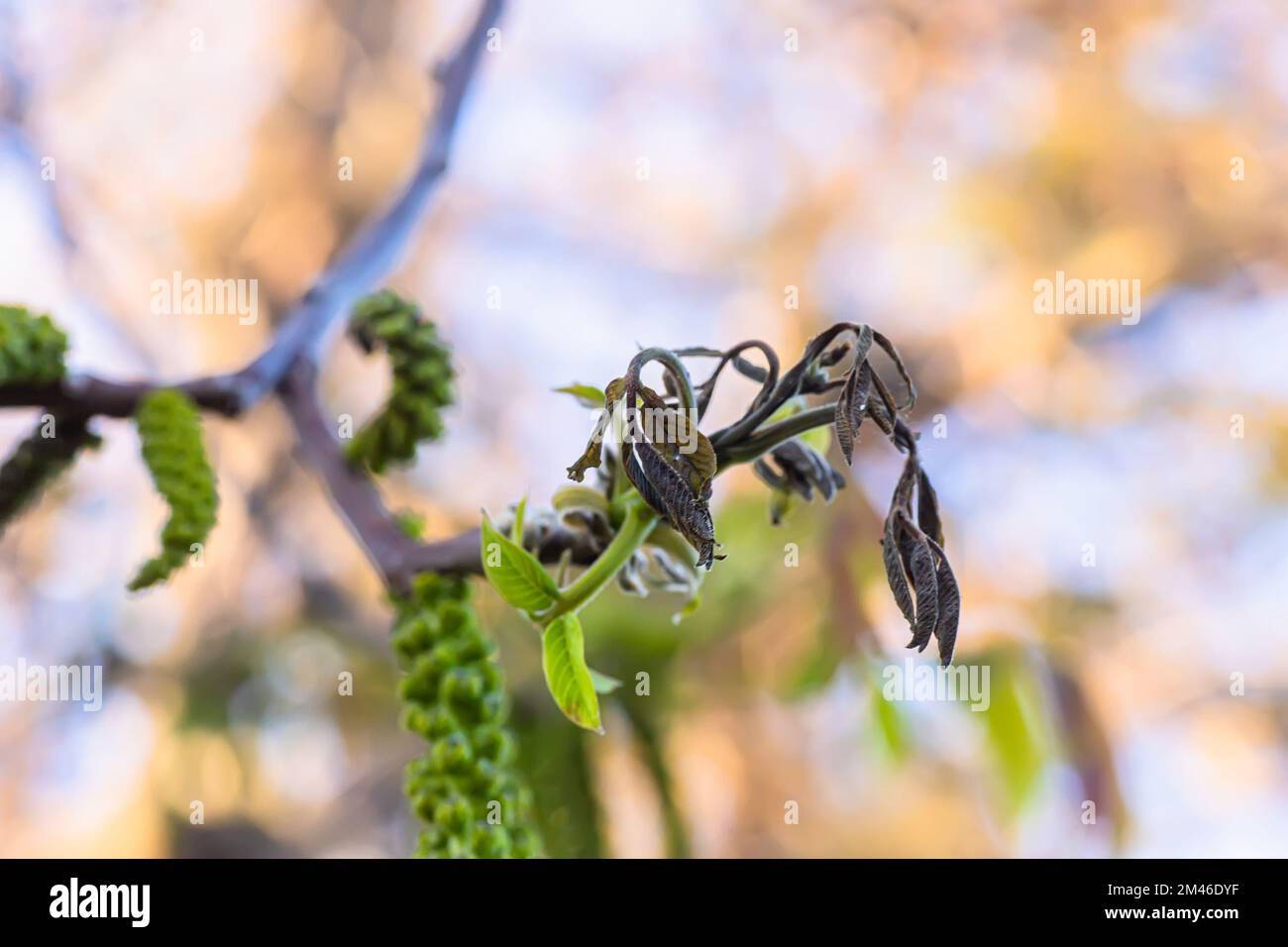 Walnut blooms. Walnuts young leaves and inflorescence on a city ...