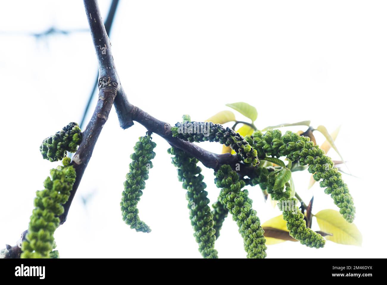 Walnut blooms. Walnuts young leaves and inflorescence on a city ...