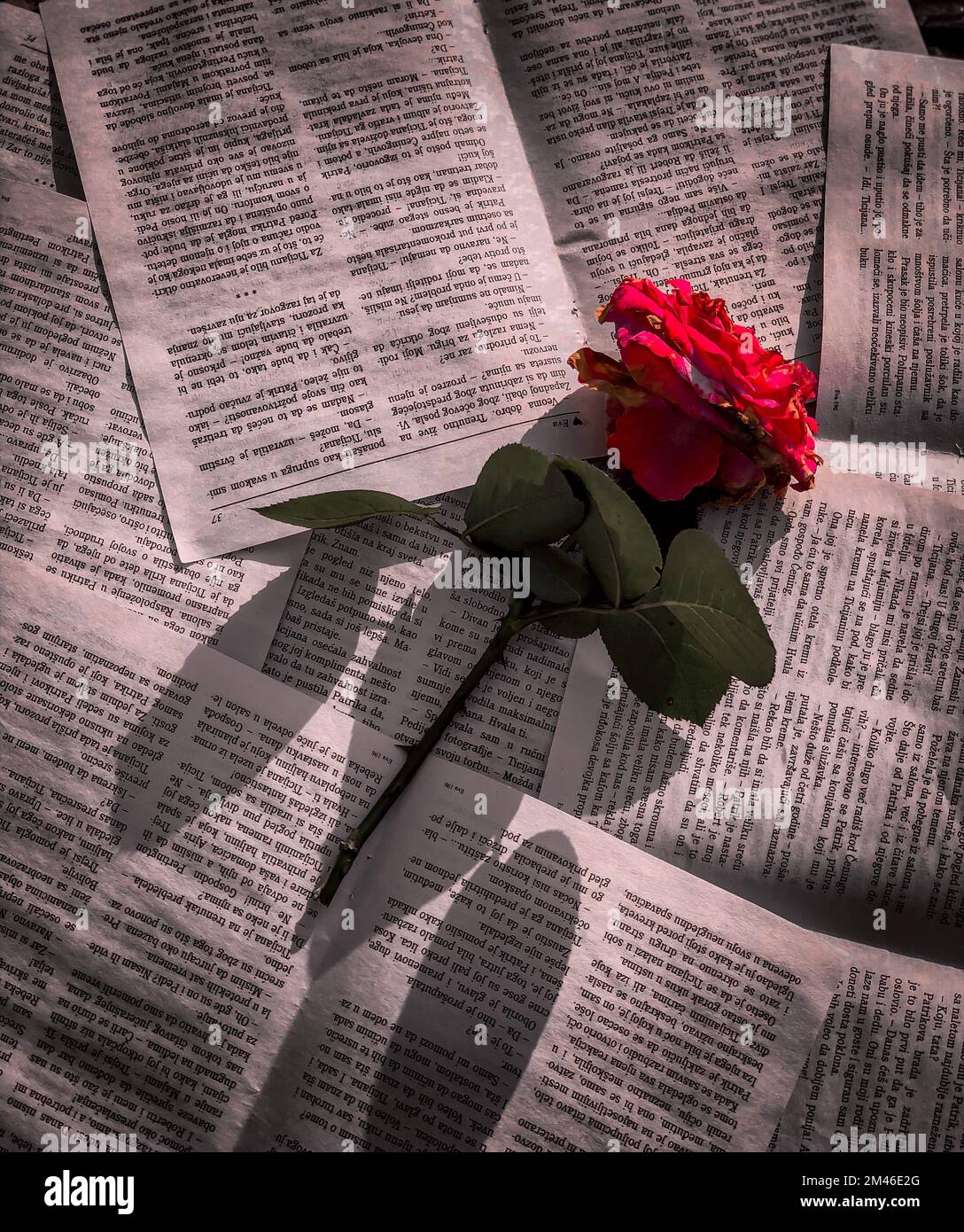 A top view of a single red rose and its reflection on white papers ...