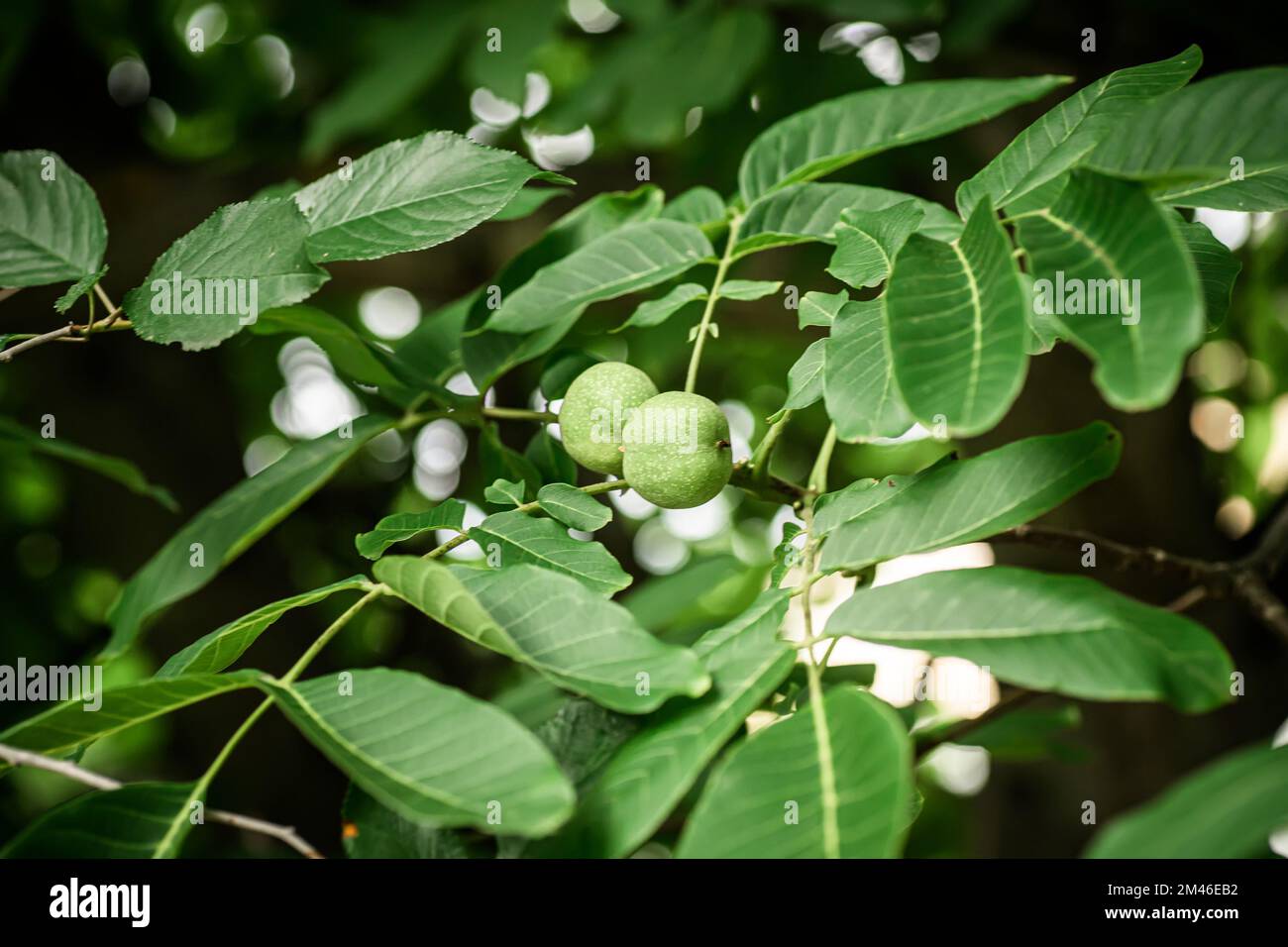 Ready for the preparation of green walnut elixirs fruits on a tree ...