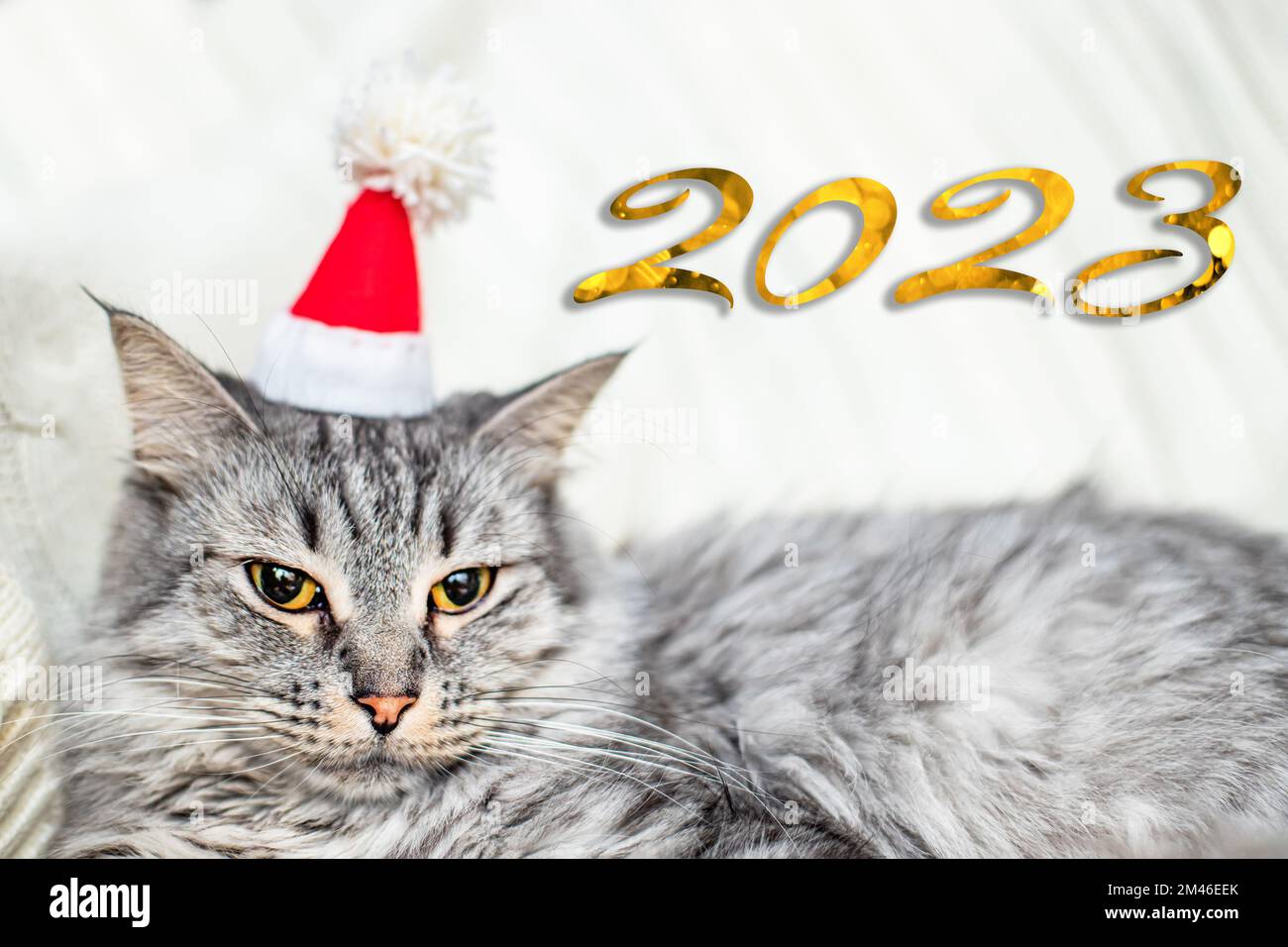 The year is 2023. Year of the Cat. Blank for the cover of the New Year ...