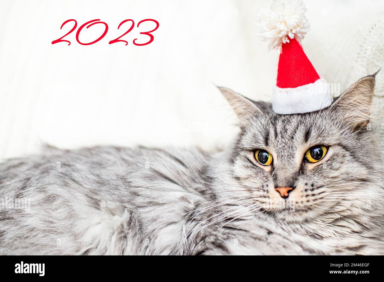 The year is 2023. Year of the Cat. Blank for the cover of the New Year ...