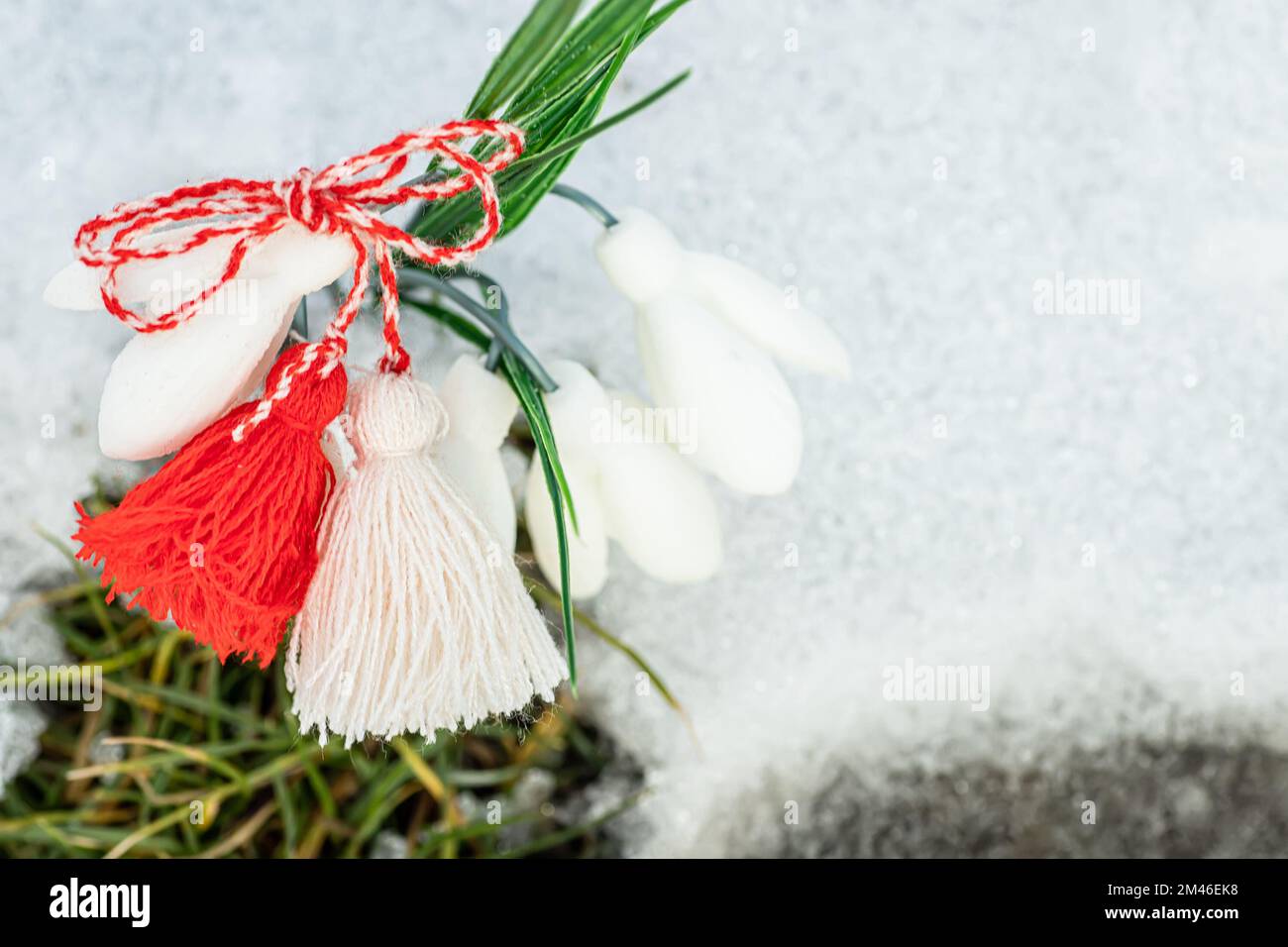 Snowdrops flowers with a red-white bow made of rope on a snow ...