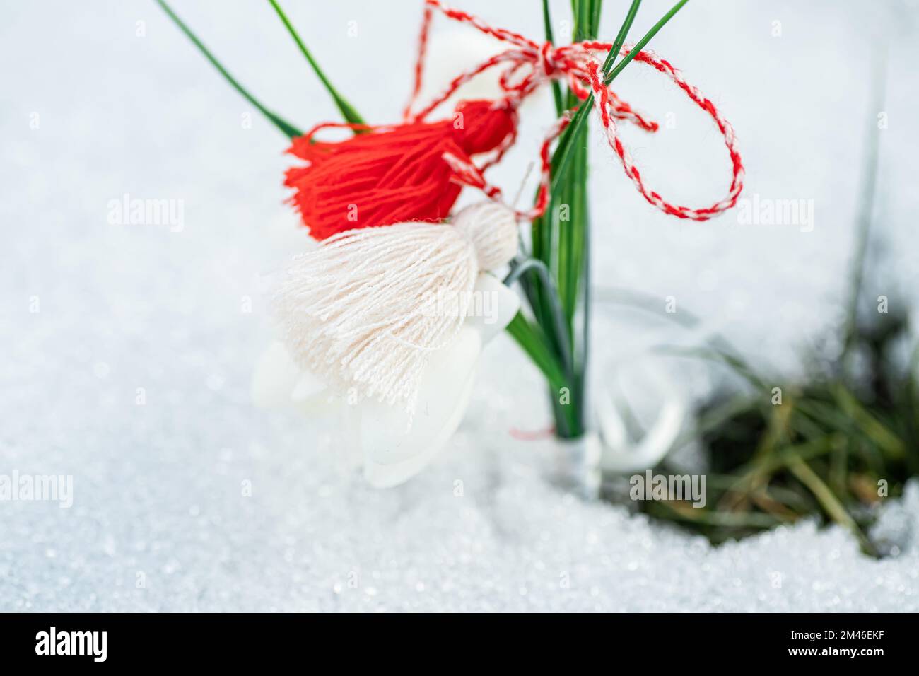 Snowdrops on the thawed patch in the spring. The first spring holiday ...