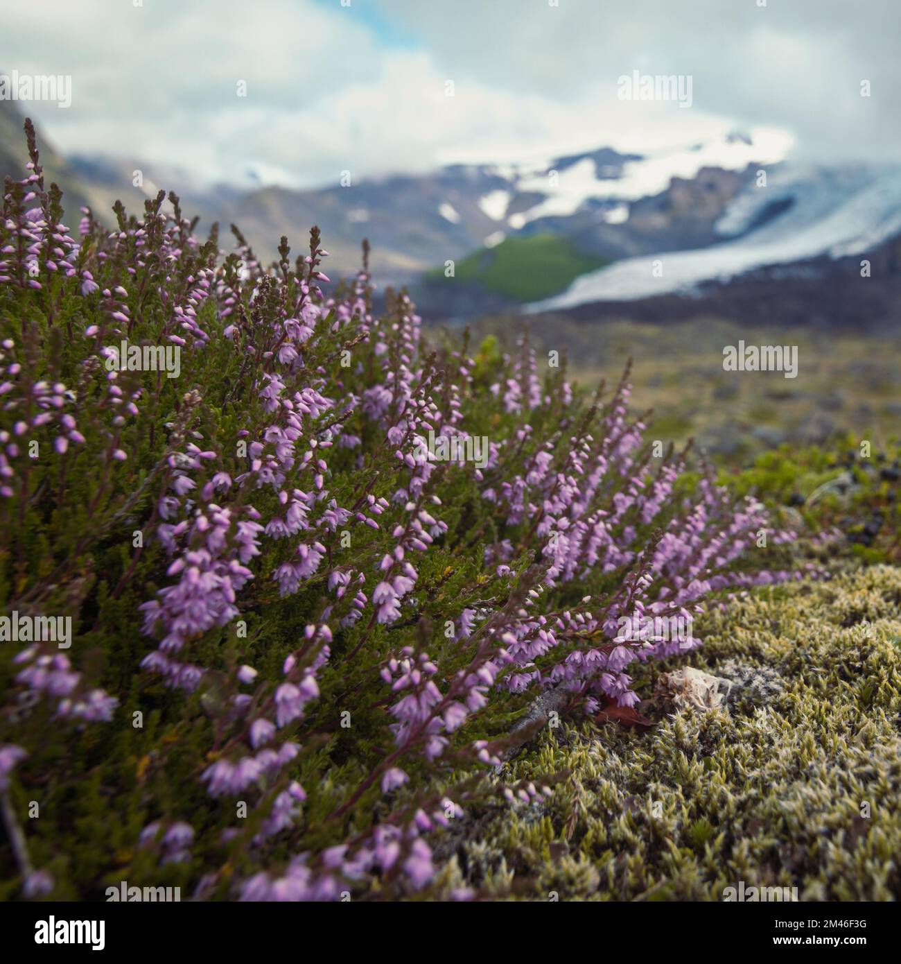 Purple heather plant close hi-res stock photography and images - Alamy