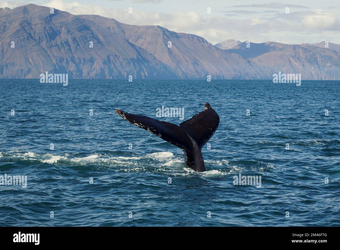 Tail of diving whale in sea landscape photo Stock Photo - Alamy