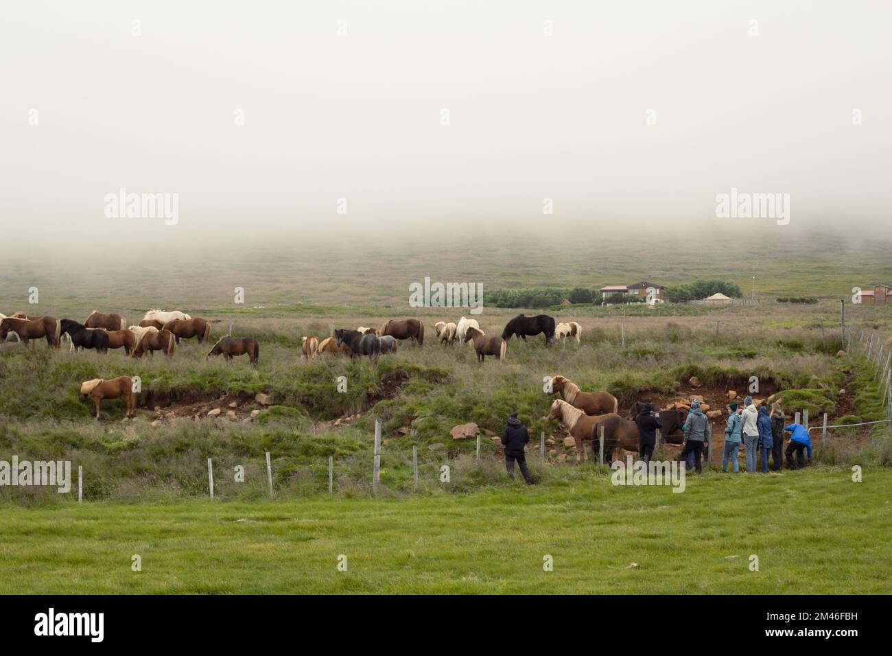 Ranch horse image hi-res stock photography and images - Alamy