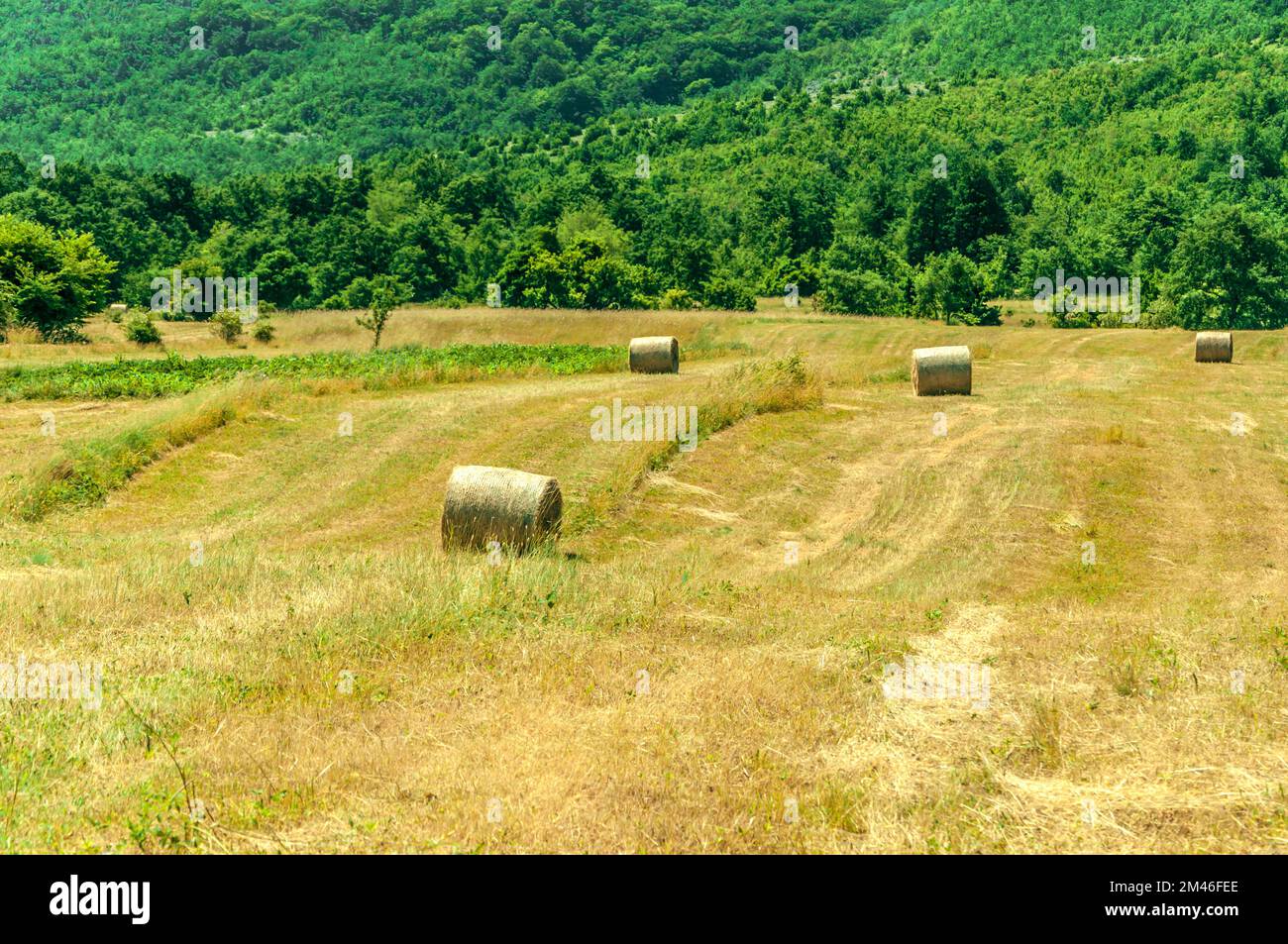 mowed down grass field with bales of hay laying around against forest ...