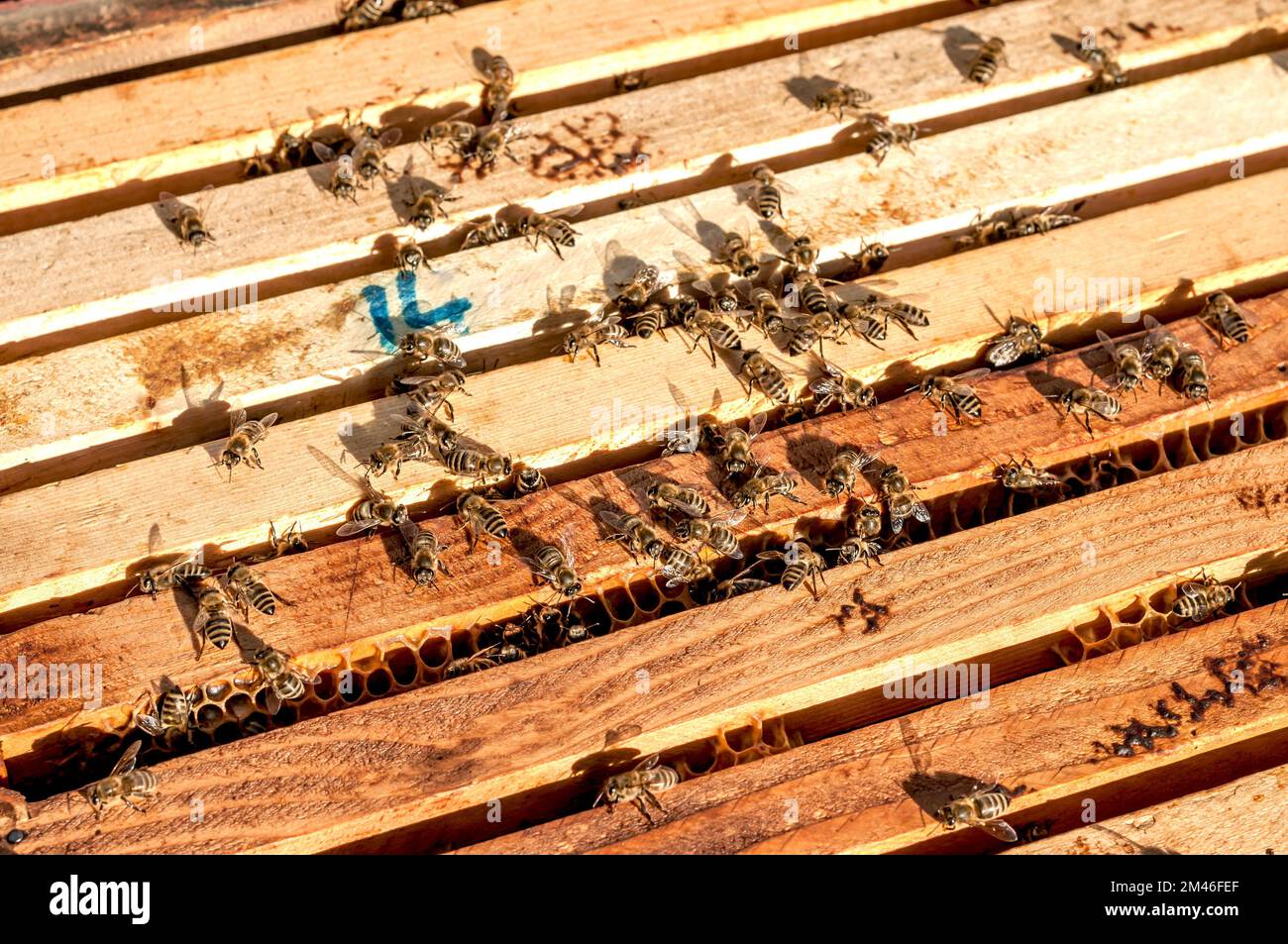 Inside of the beehive box, showing beehive frames with some bees on it ...