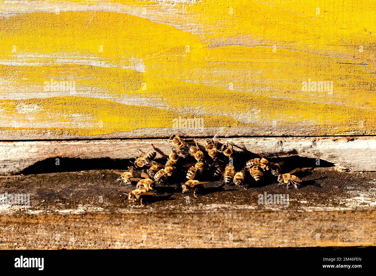 Beehive body entrance with some bees in front of it Stock Photo - Alamy