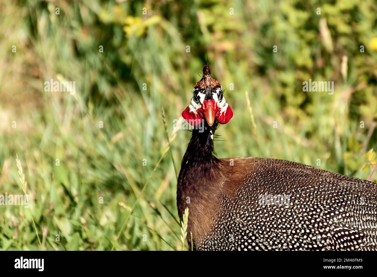 A close up of Helmeted guinea fowl head with grass background Stock ...