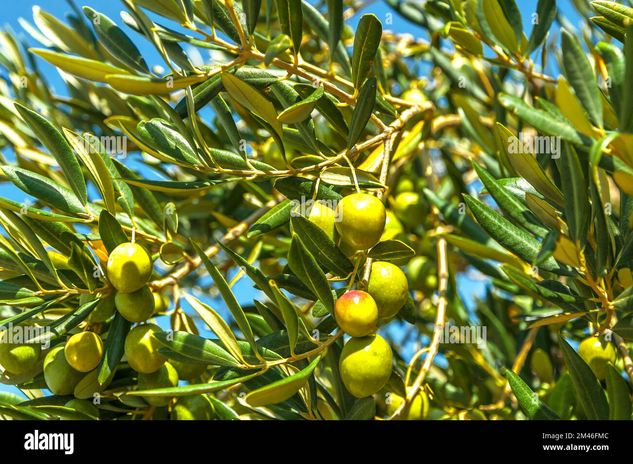 Green olives on the branches of olive tree with blue sky in background ...