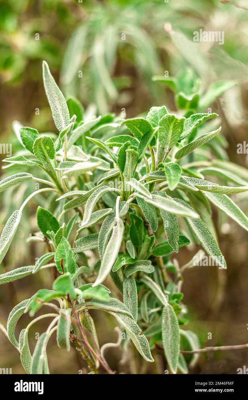 A branch of Dalmatian sage Stock Photo - Alamy