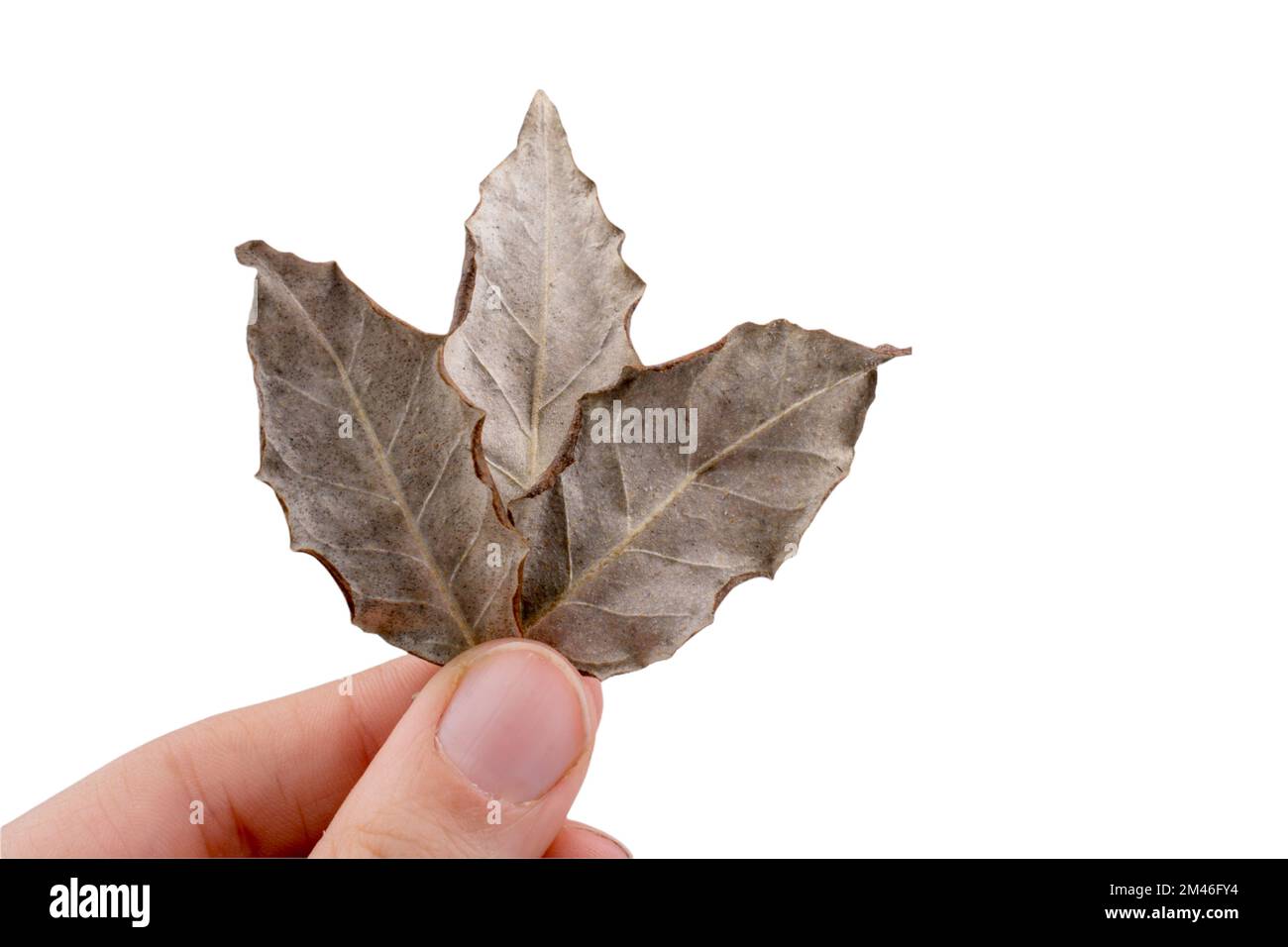 Dried leaves in hand isolated on dark background.. Beautiful dry Leaves ...