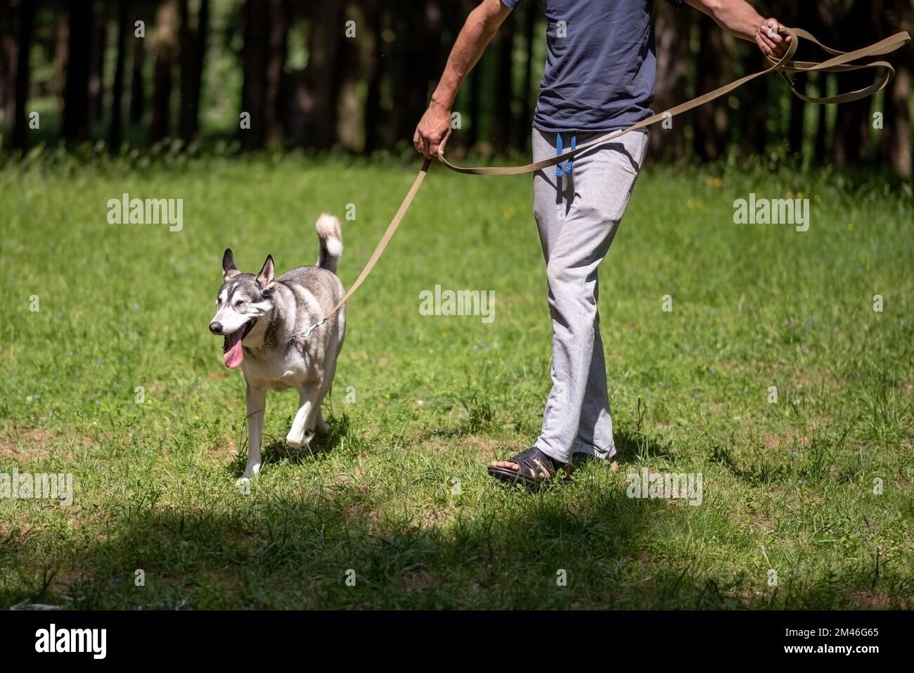 Beautiful husky on a walk in the forest with the owner. High quality ...