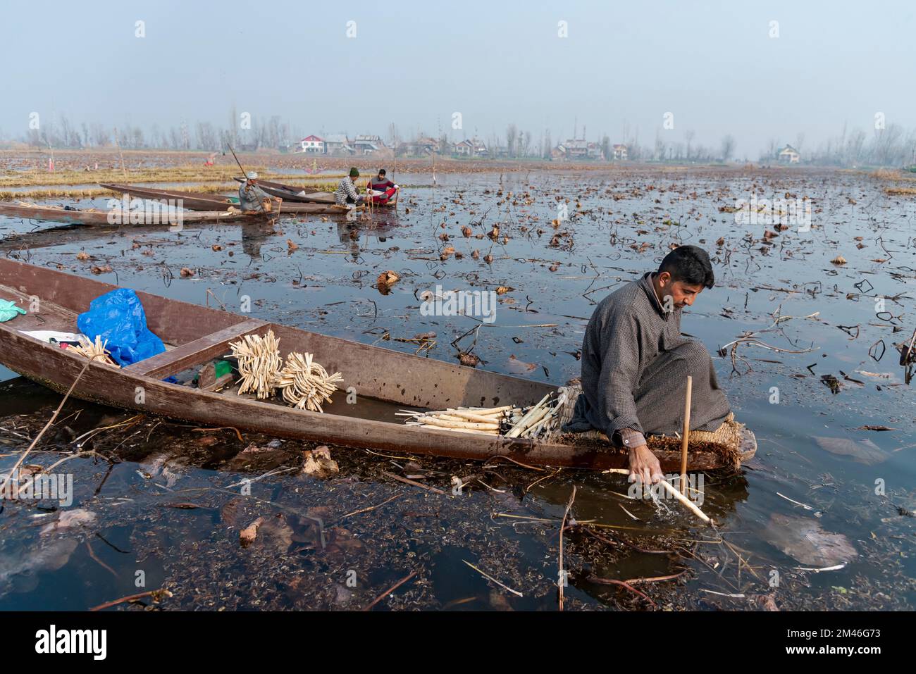 Kashmiri farmers harvest Lotus stems from Dal Lake during a cold day ...