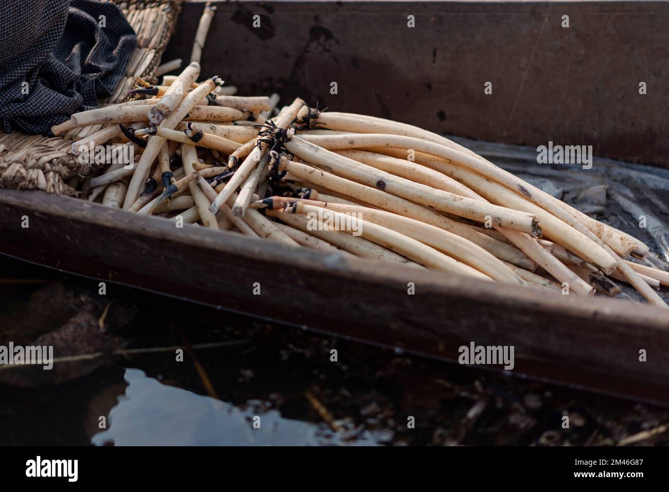 Srinagar, India. 19th Dec, 2022. Harvested lotus stems are seen on a ...