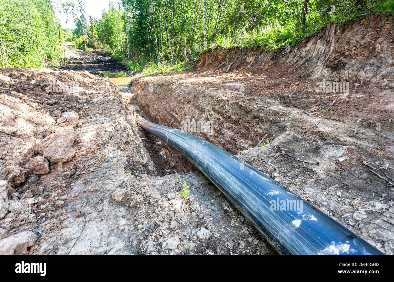 Laying a plastic gas pipeline pipe in a trench in the summer. Gas ...