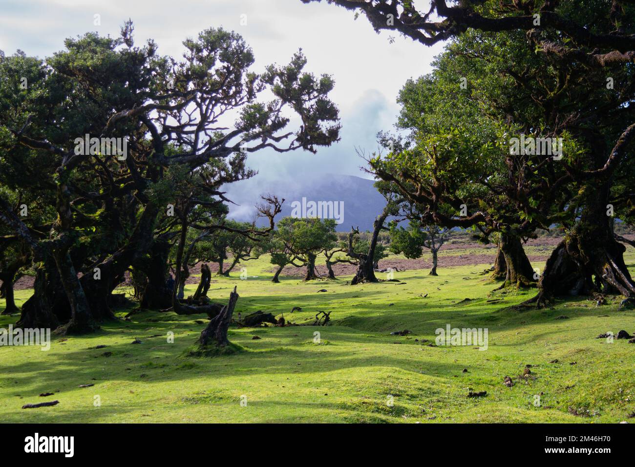 Fanal is one of the most sought after mystery fairytale forests of ...