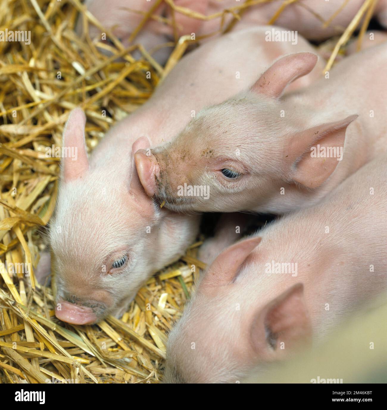 Large white pig piglets, unweaned, on straw but with access to their ...
