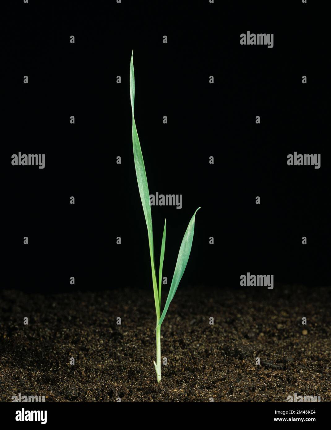 Barley Hordeum vulgare) seedling against a black background at growth ...