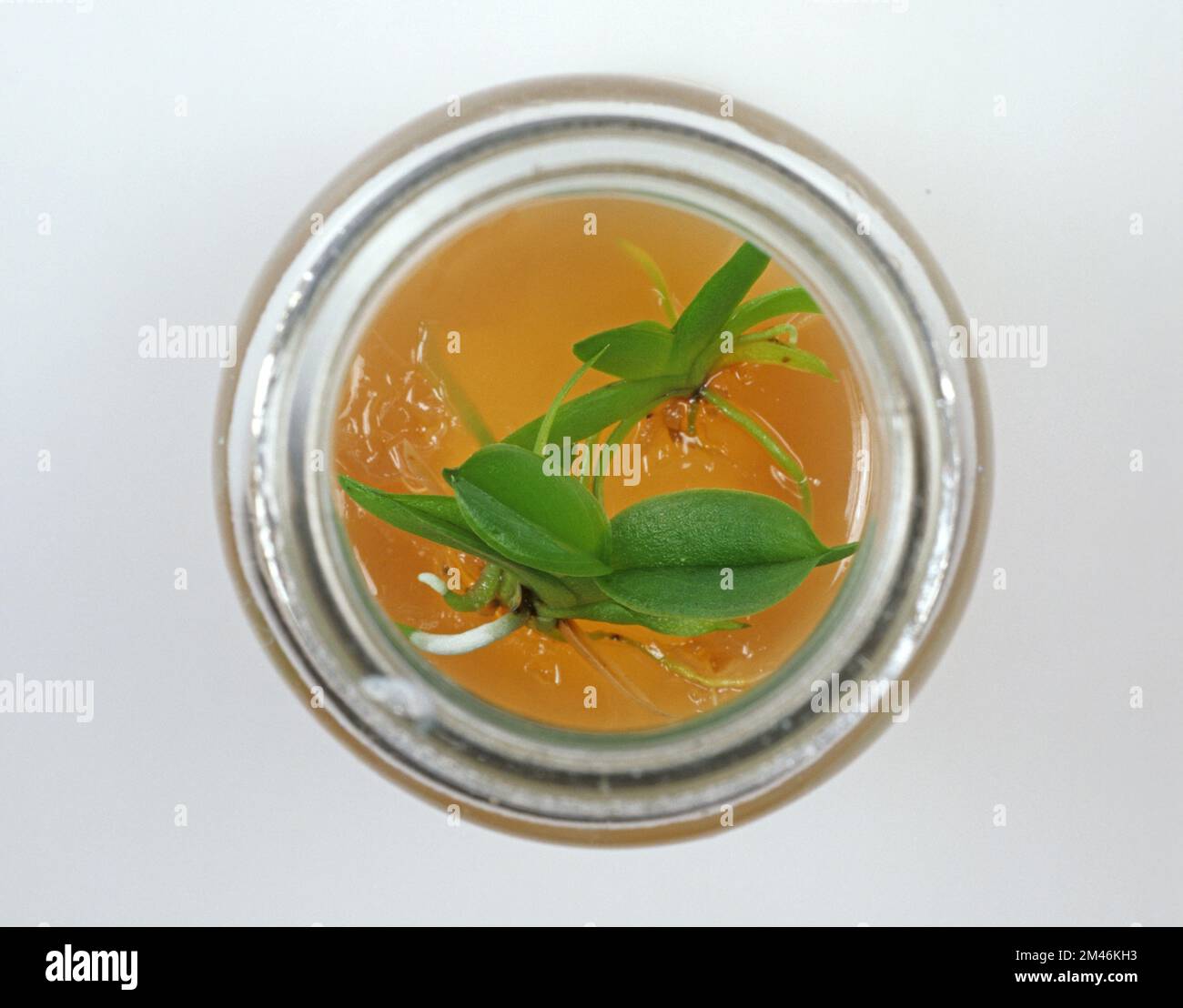 Young orchid plant micropagated from a small piece of plant tissue ...
