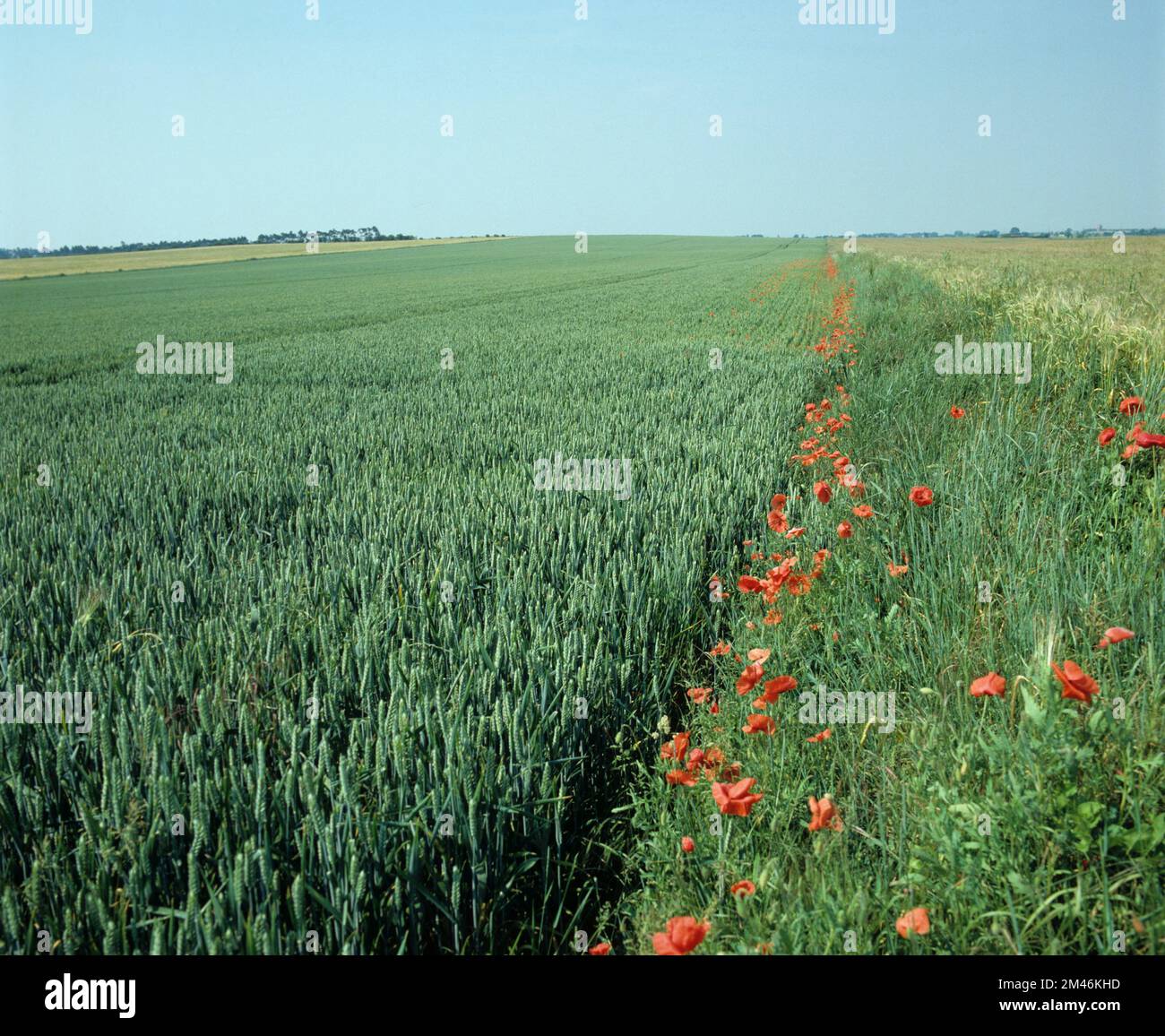 Large fields divided by a strip of wild plants ( poppies, grasses, etc ...