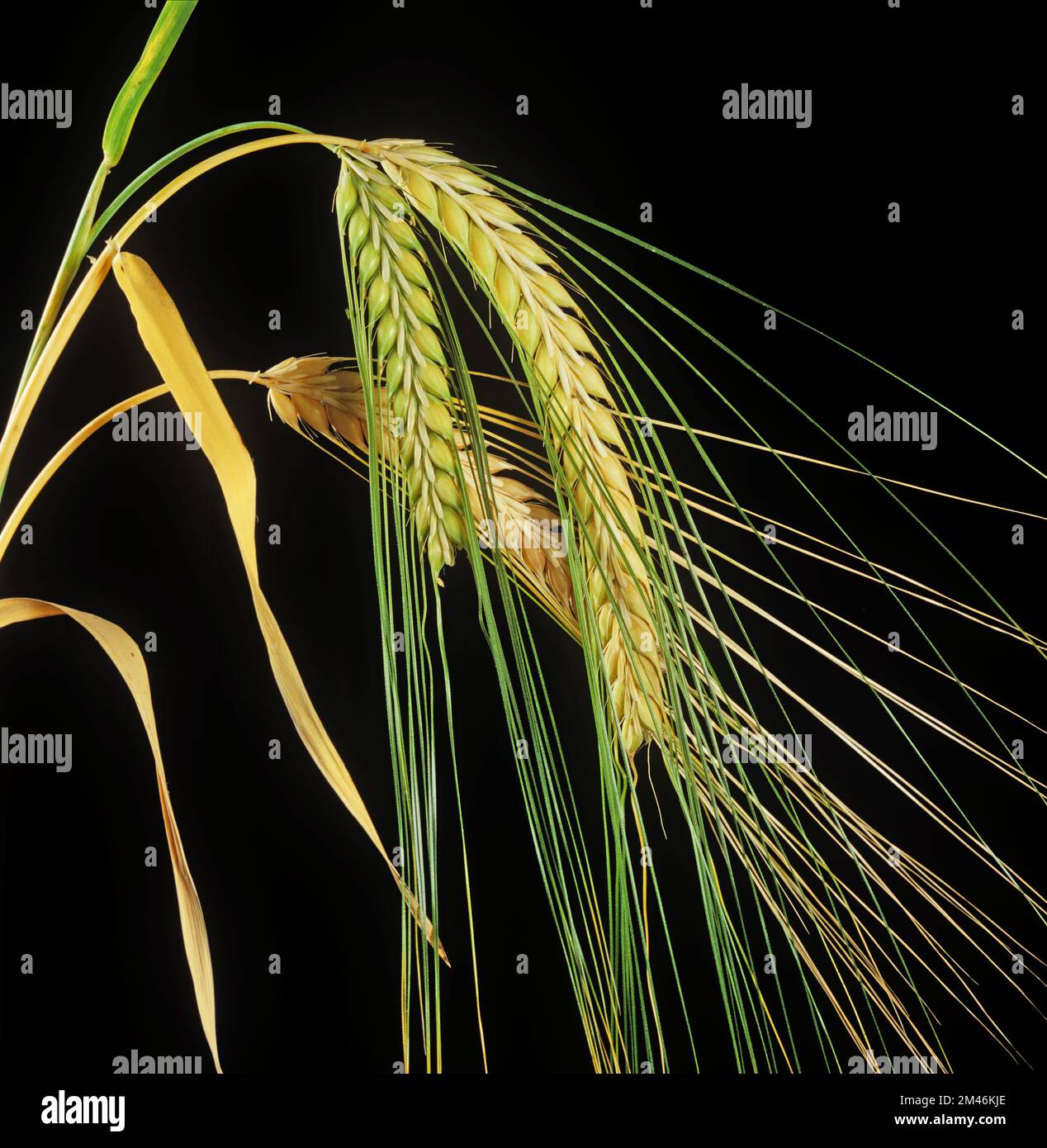 Ears of two-row malting barley (Hordeum vulgare) used in malt ...