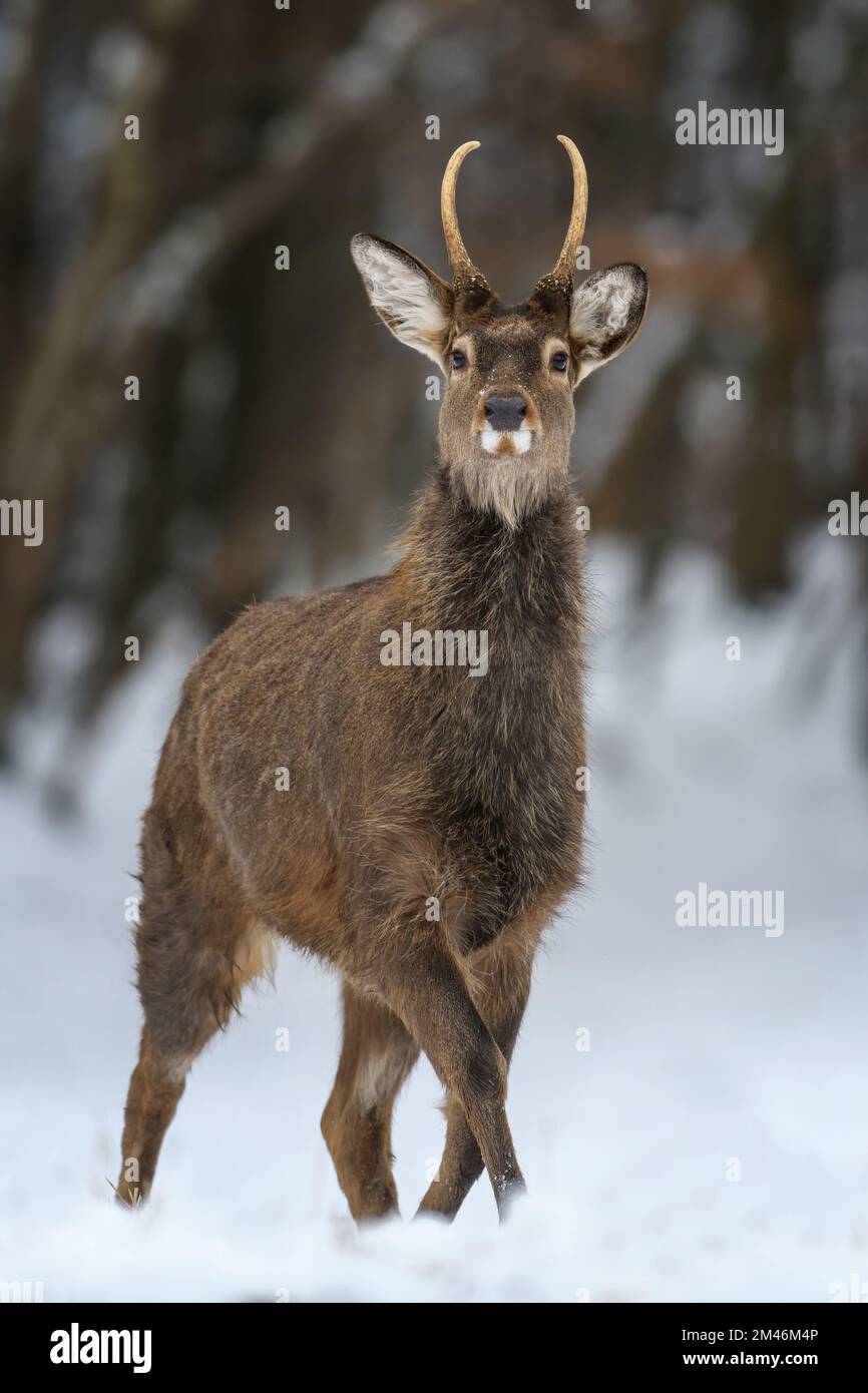 One adult red deer with big beautiful antlers on a snowy forest ...