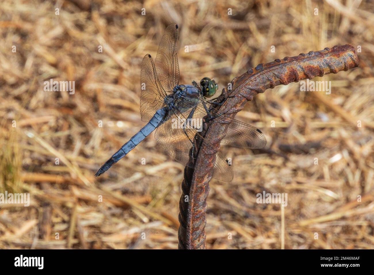 Orthetrum cancellatum, Male Black-tailed Skimmer Stock Photo - Alamy