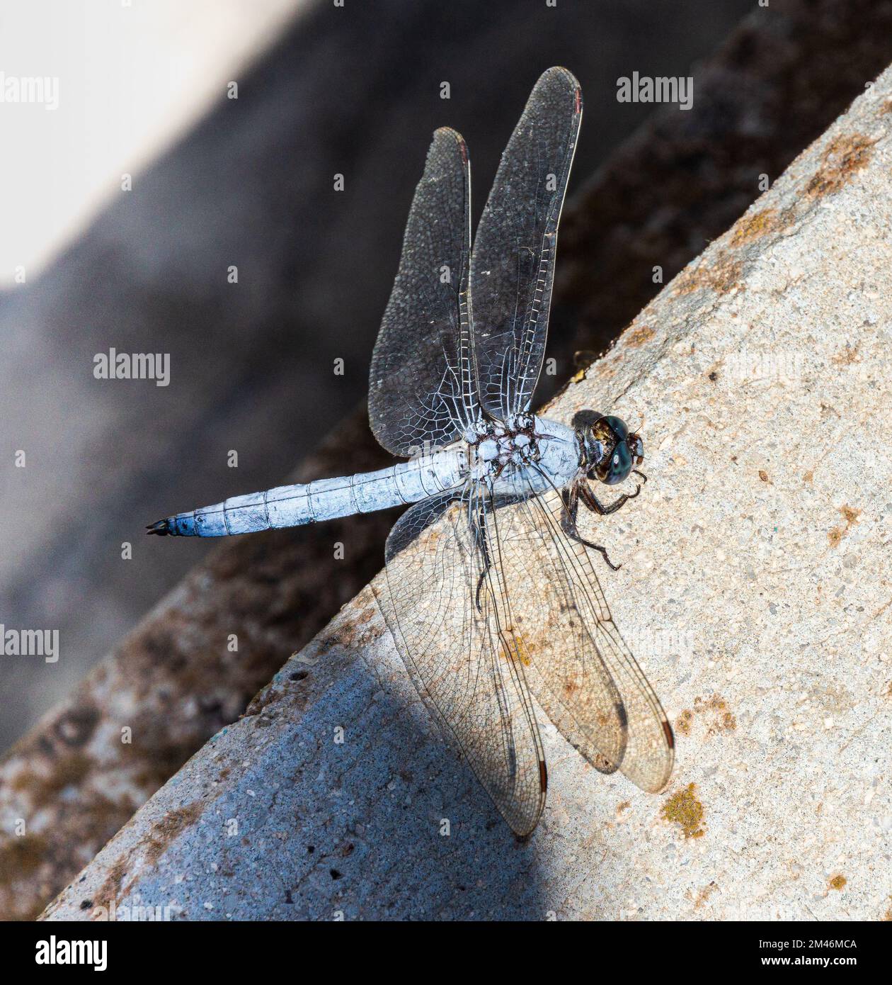 Orthetrum brunneum, Southern Skimmer Dragonfly Stock Photo - Alamy