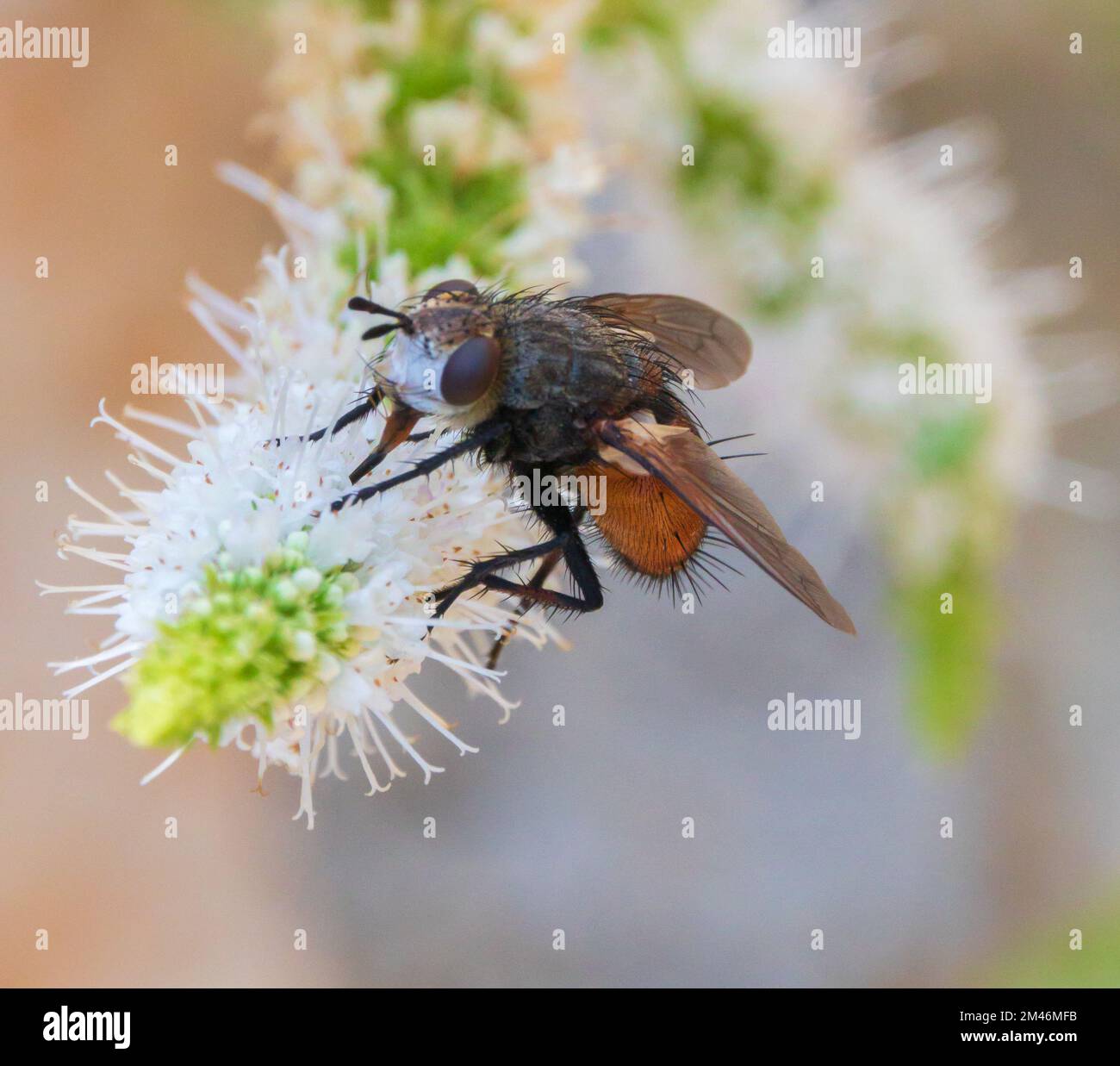 Peleteria rubescens, Parasite Flies Stock Photo - Alamy