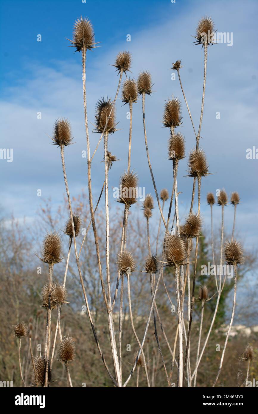 Dry Dipsacus Sativus flowerhead in winter Stock Photo - Alamy