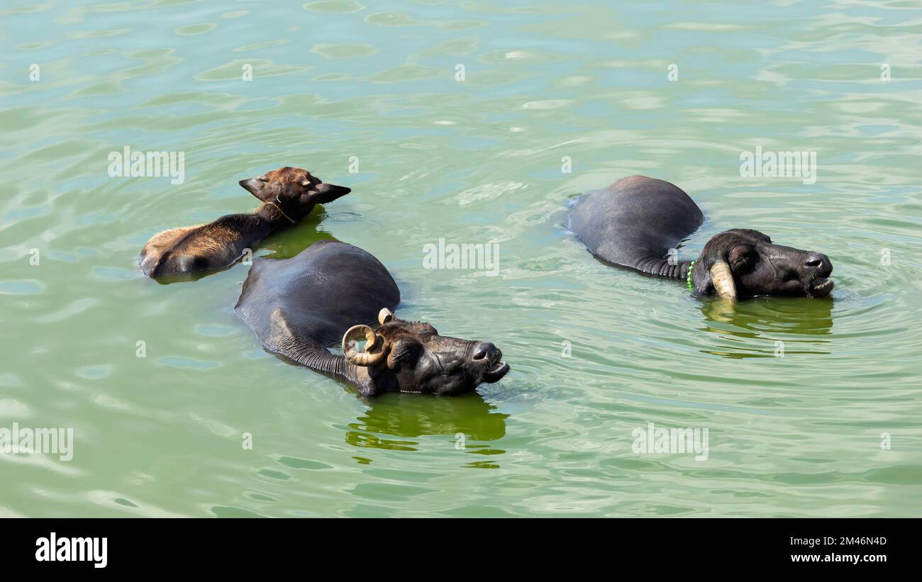 Munsar lake temples hi-res stock photography and images - Alamy
