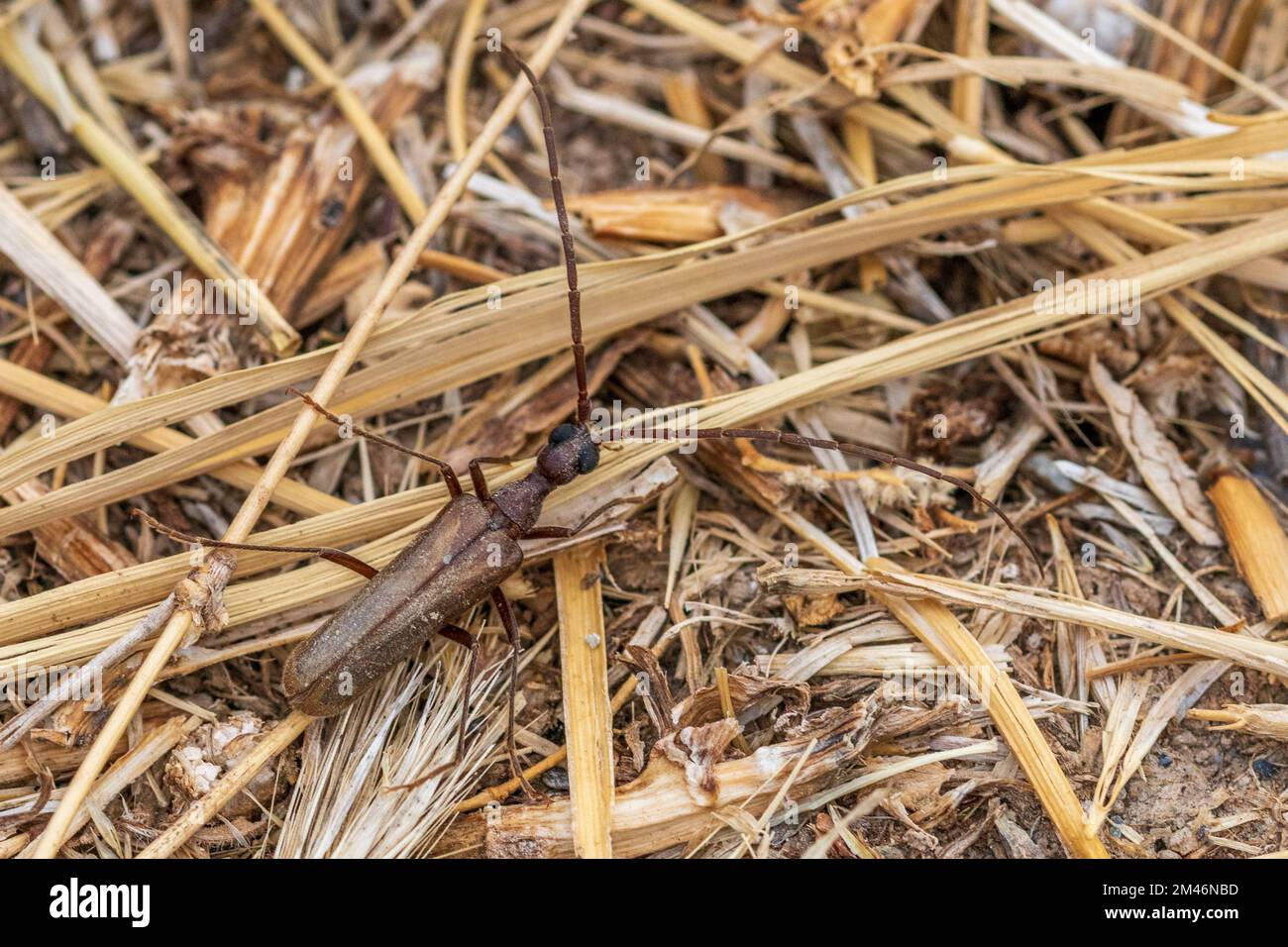 Beetle vesperidae hi-res stock photography and images - Alamy