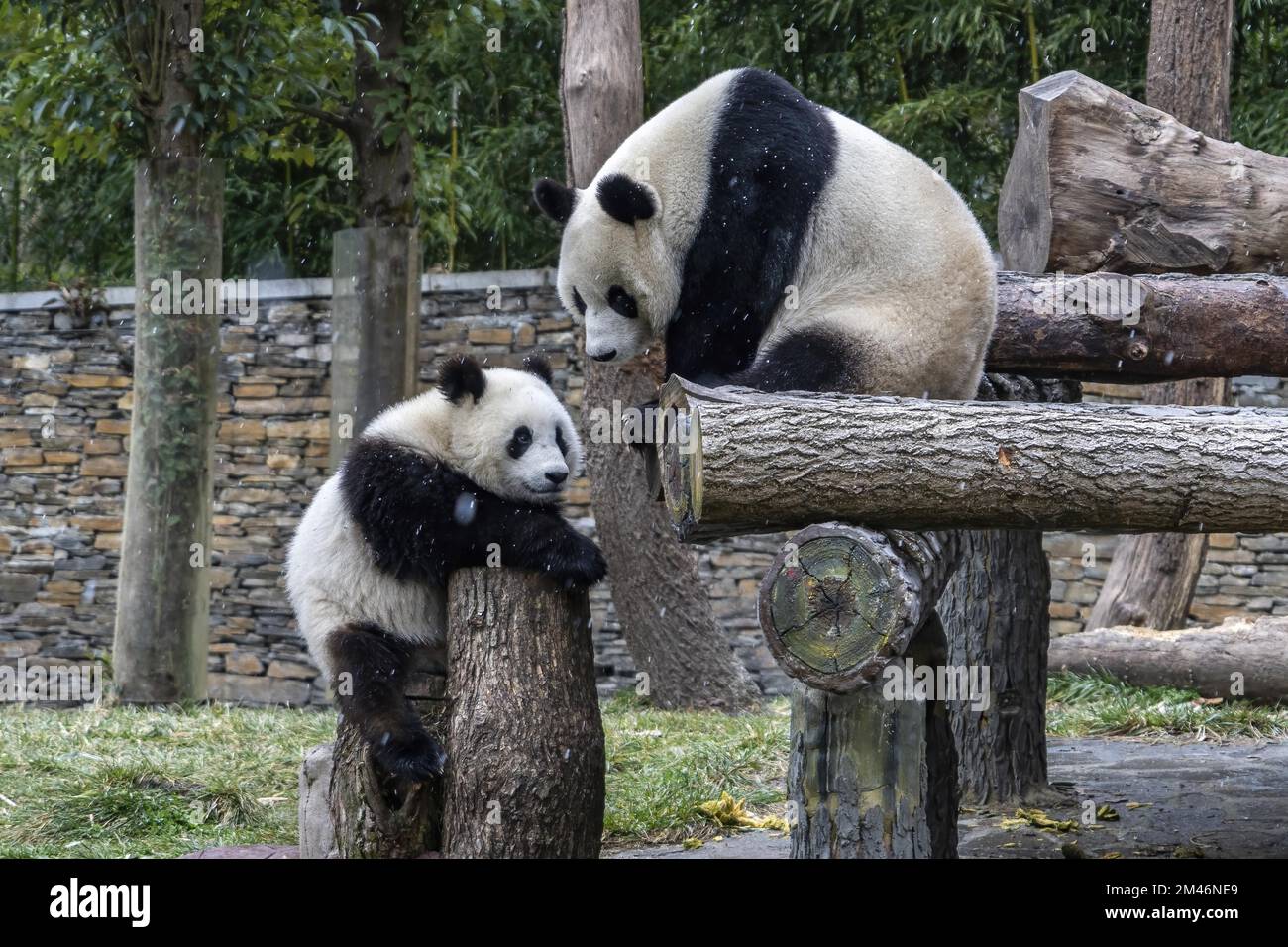 The giant pandas played in the snow at the Wolong Shenshuping Base of ...