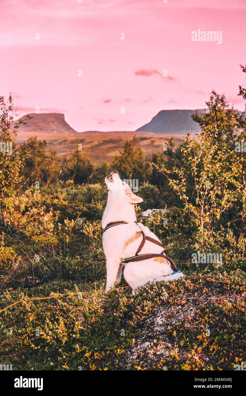 View of dog howling Stock Photo - Alamy